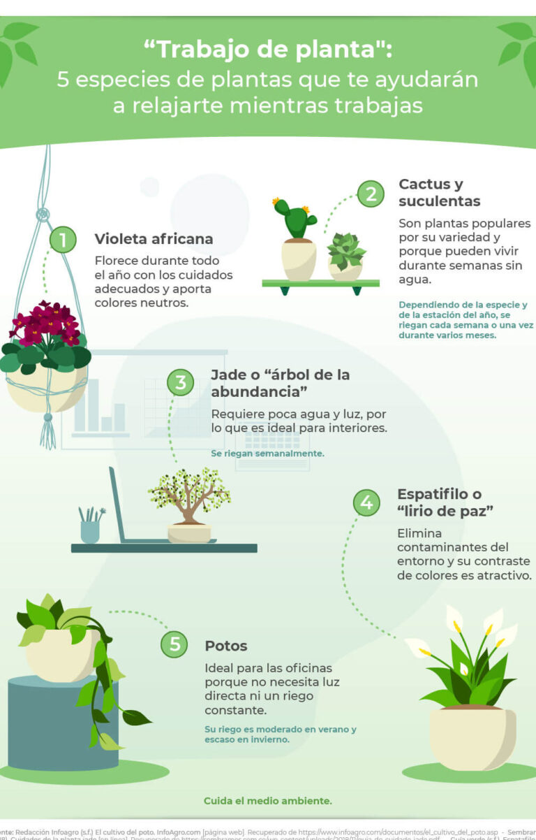 Los beneficios de regar las plantas con agua y azúcar - Ecologia Cotidiana