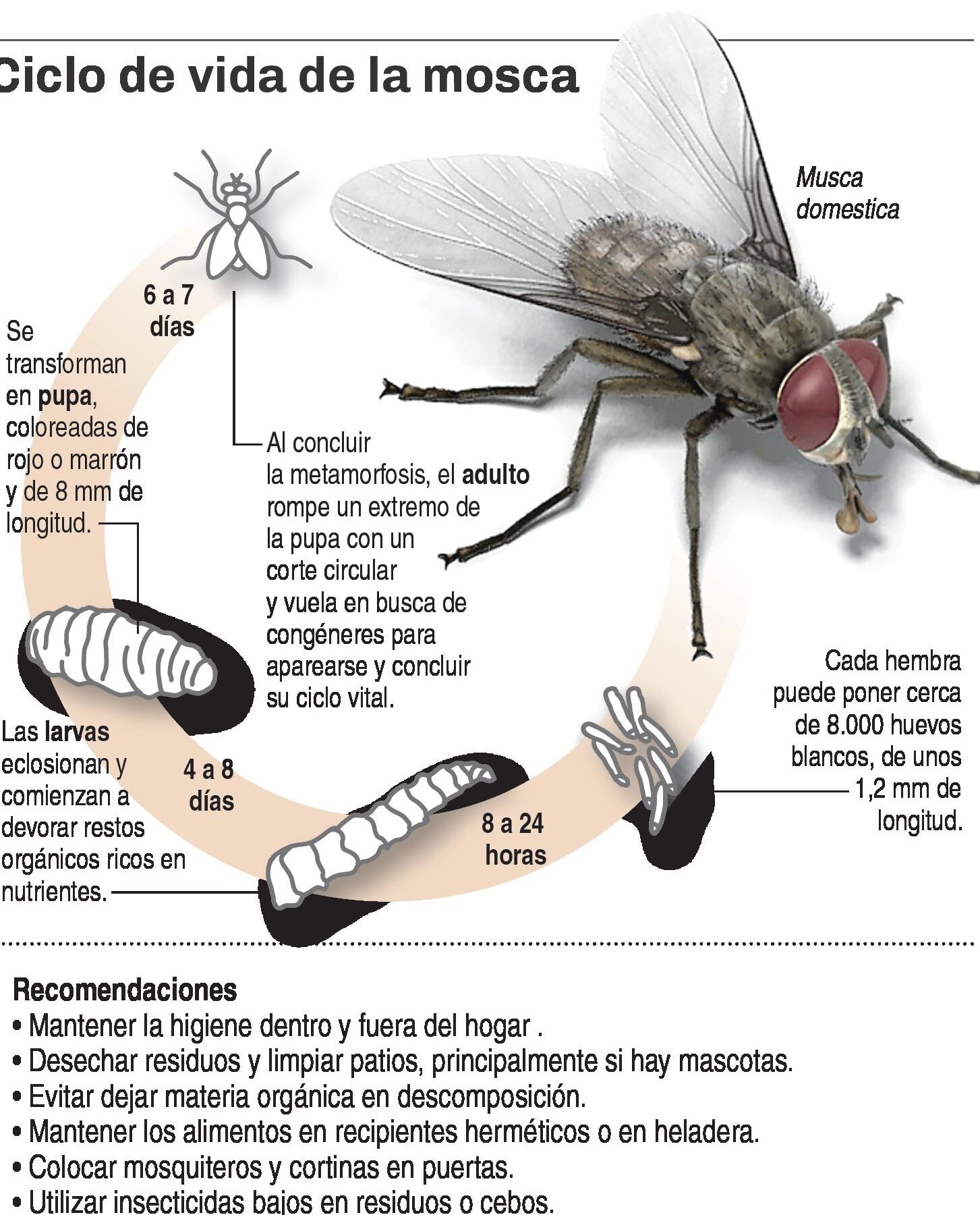 Por Qu Se Mueren Las Moscas En Mi Casa Ecologia Cotidiana Por Qu Se Mueren Las Moscas En Mi Casa Ecologia Cotidiana