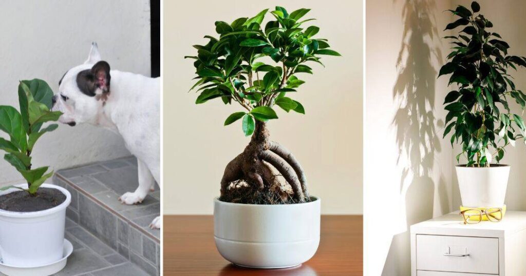 Cómo podar un Ficus en maceta: consejos prácticos y sencillos ...
