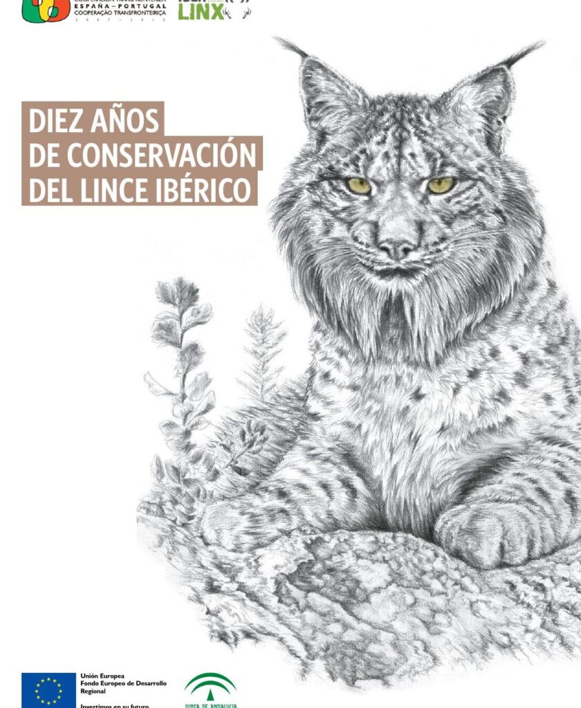 Cuánto tiempo vive el lince ibérico: una mirada en profundidad ...