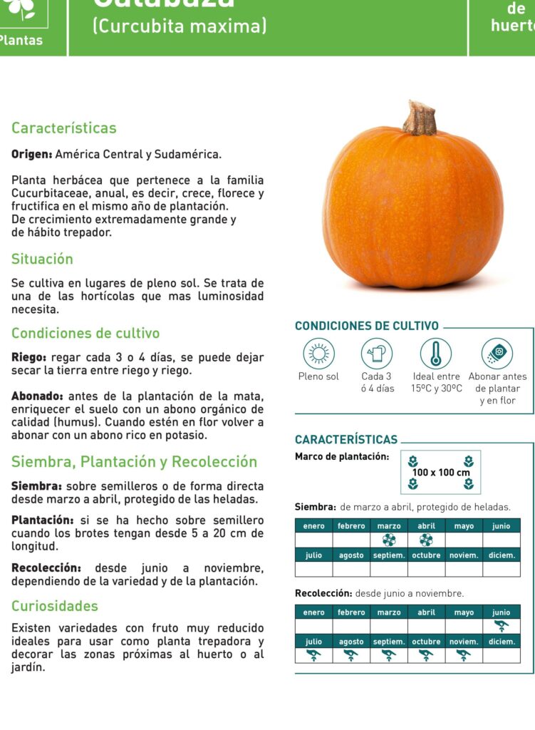 Descubre cómo es la planta de la calabaza en detalle. - Ecologia Cotidiana