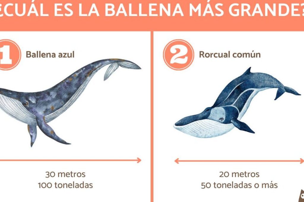 El animal más grande que la ballena azul, ¿cuál es? - Ecologia Cotidiana