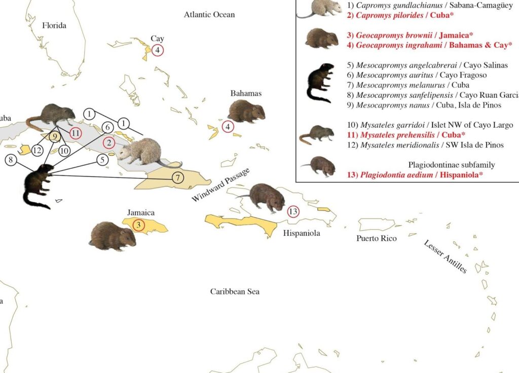 El roedor del norte de África: una especie fascinante y misteriosa ...