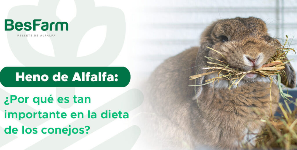 ¿Qué es el heno para conejos y por qué es importante? - Ecologia Cotidiana