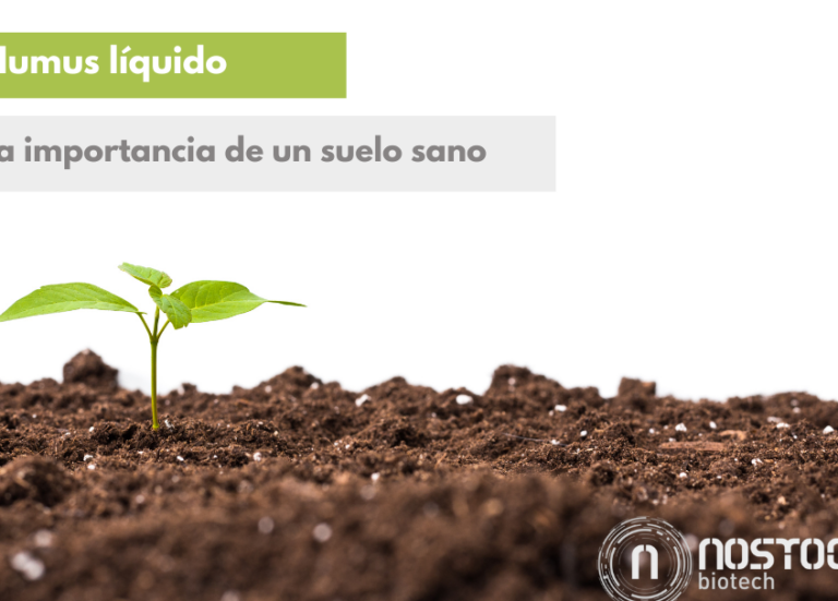 ¿Qué es el humus del suelo y por qué es importante? - Ecologia Cotidiana
