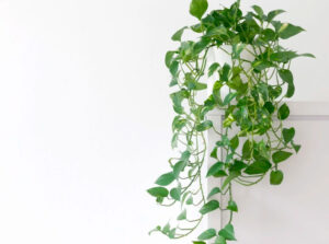 Cada cuánto hay que regar un poto? - Ecologia Cotidiana