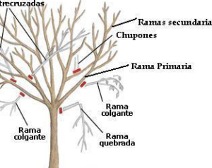 Cómo podar y dar forma a un árbol: consejos esenciales - Ecologia Cotidiana