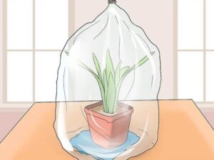 Cómo regar las plantas cuando te vas de viaje: consejos útiles ...