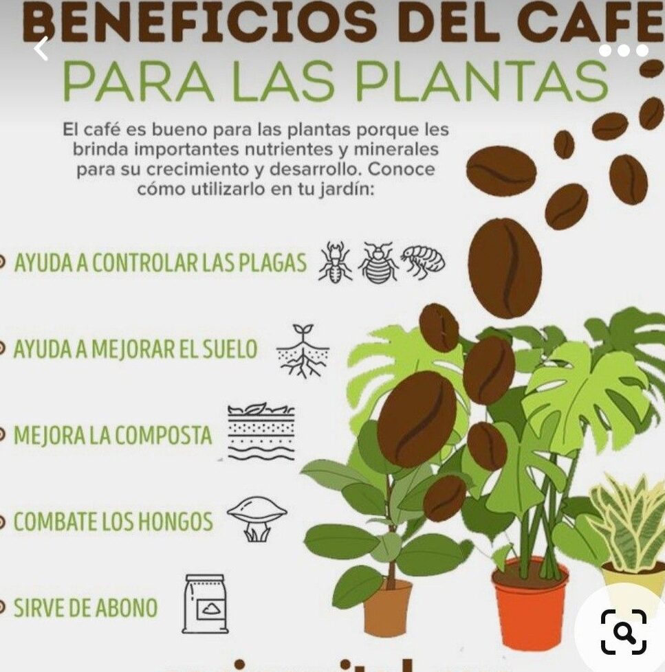 Cuidados de la planta del café: consejos para su cultivo. - Ecologia Cotidiana
