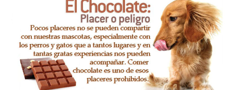 El chocolate, un peligro para la salud de los perros - Ecologia Cotidiana