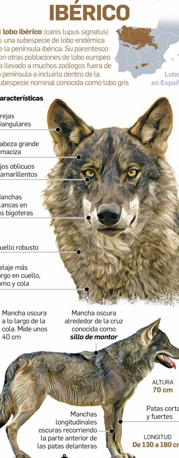 El lobo ibérico en España: una especie en peligro. - Ecologia Cotidiana