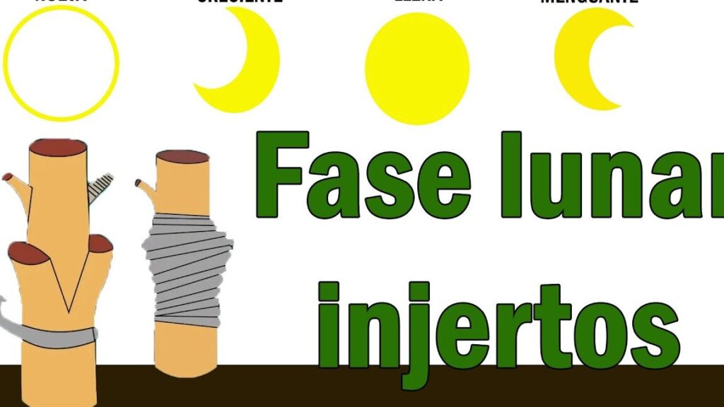 En qué luna se injertan los castaños? - Ecologia Cotidiana