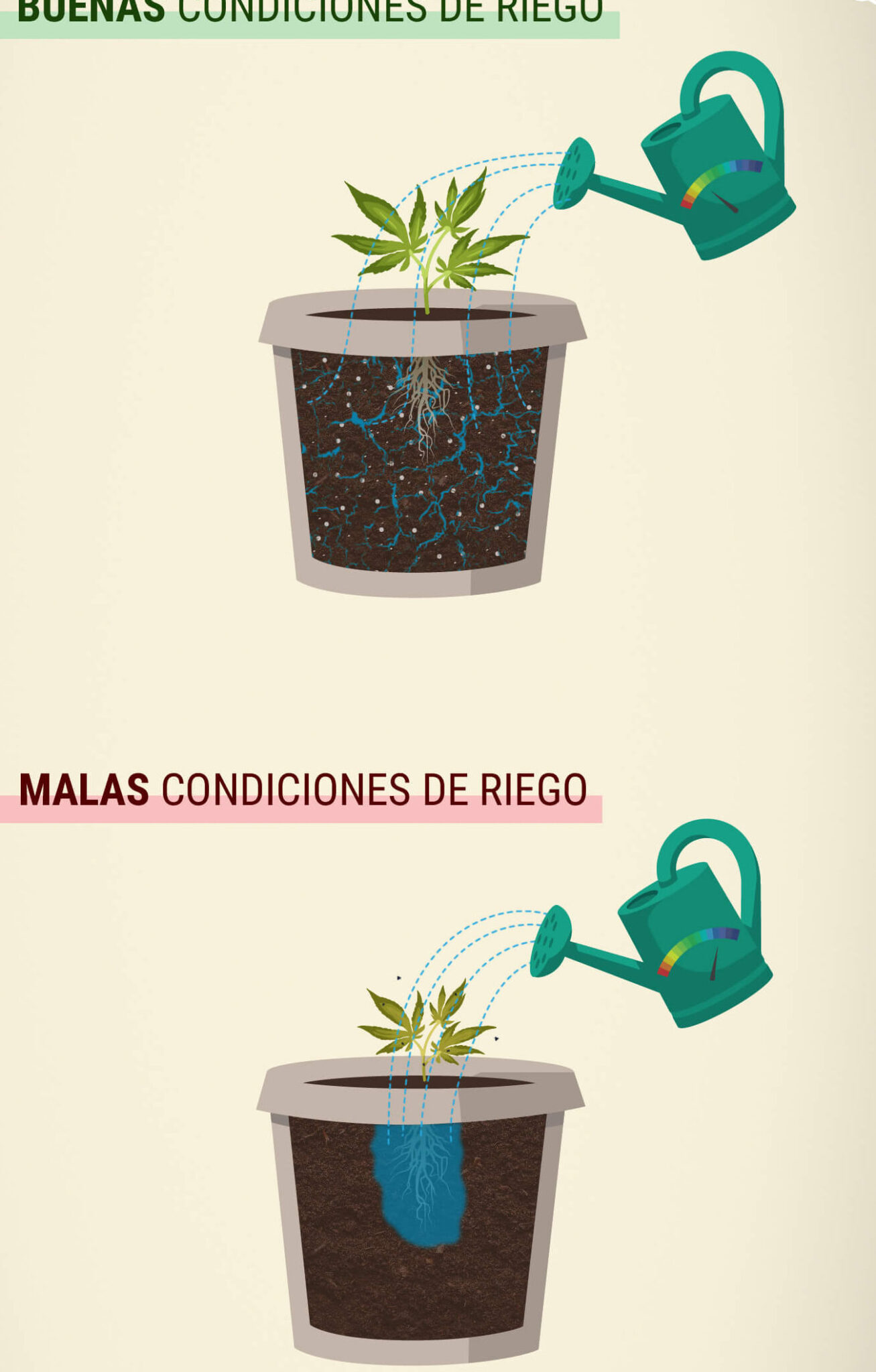 La cantidad de agua para regar una planta: ¿Cuánta necesitas ...
