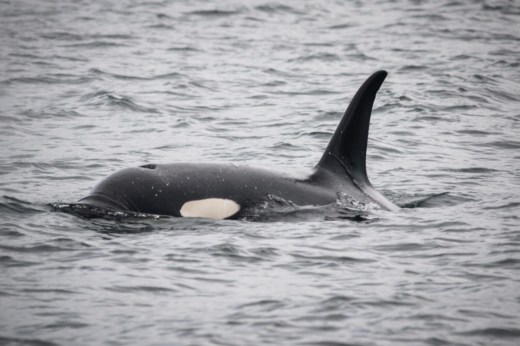 Las orcas: ¿peligro para los humanos? - Ecologia Cotidiana