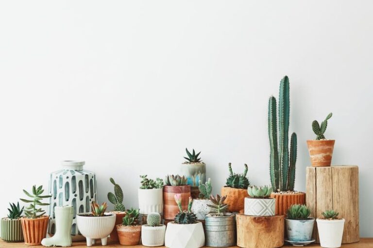 Se puede regar las plantas con agua de mar, ¿es beneficioso? - Ecologia ...