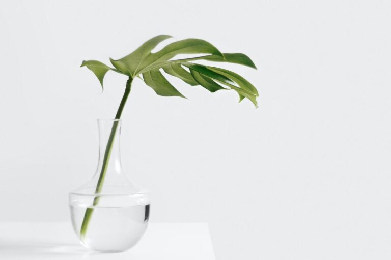 Ventajas de regar las plantas en la noche: ¡es beneficioso! - Ecologia ...